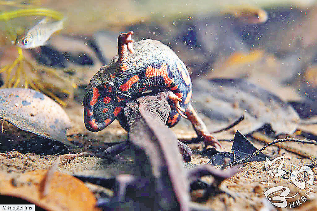 香港瘰螈 - 香港仔