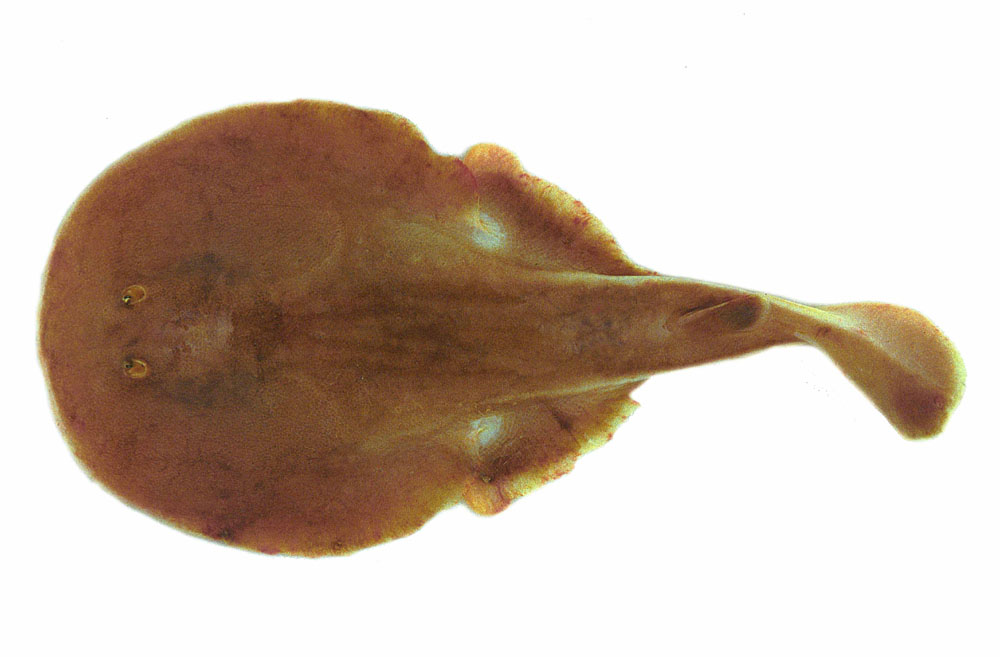 日本單鰭電鰩/莊棣華（香港魚類學會會長） - 大公報