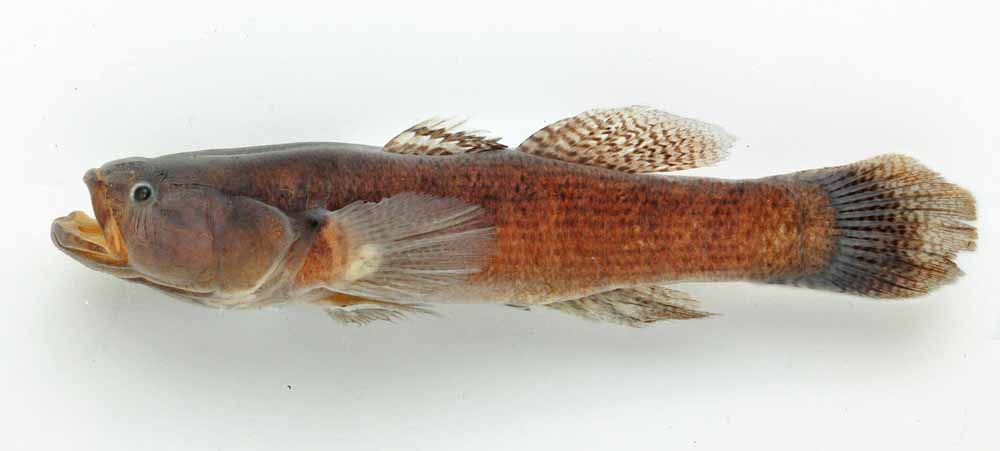 黑體塘鱧Broadhead sleeper - 大公報