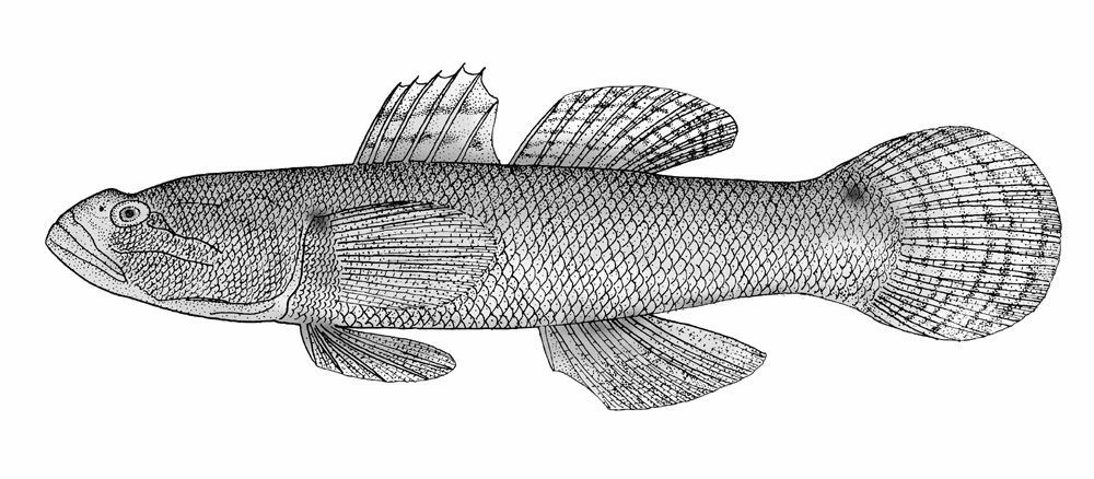 褐塘鱧Dusky sleeper - 大公報