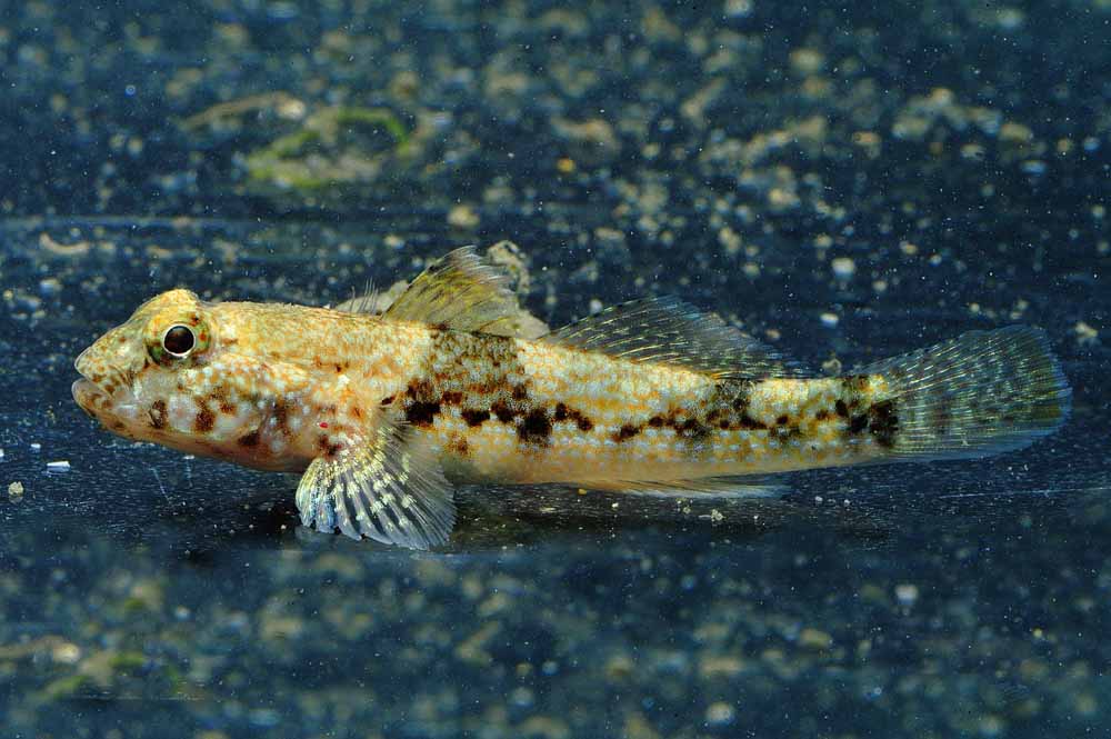 棕色深蝦虎魚 Bathygobius fuscus - 大公報