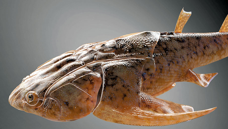 助證有頜類由華南向全球擴散 - 香港文匯報